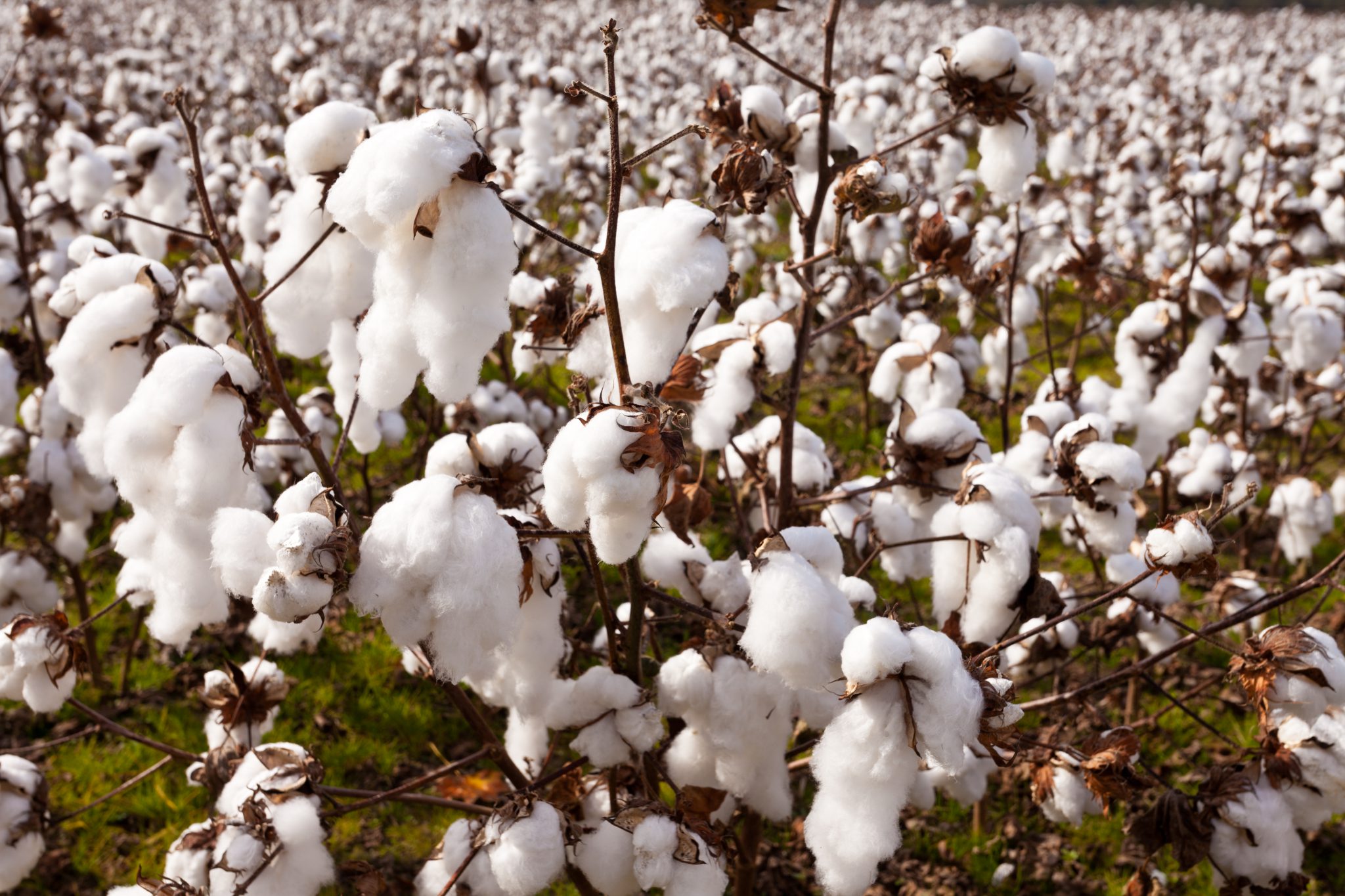 Brazilian textile industry stands out with responsible cotton ...
